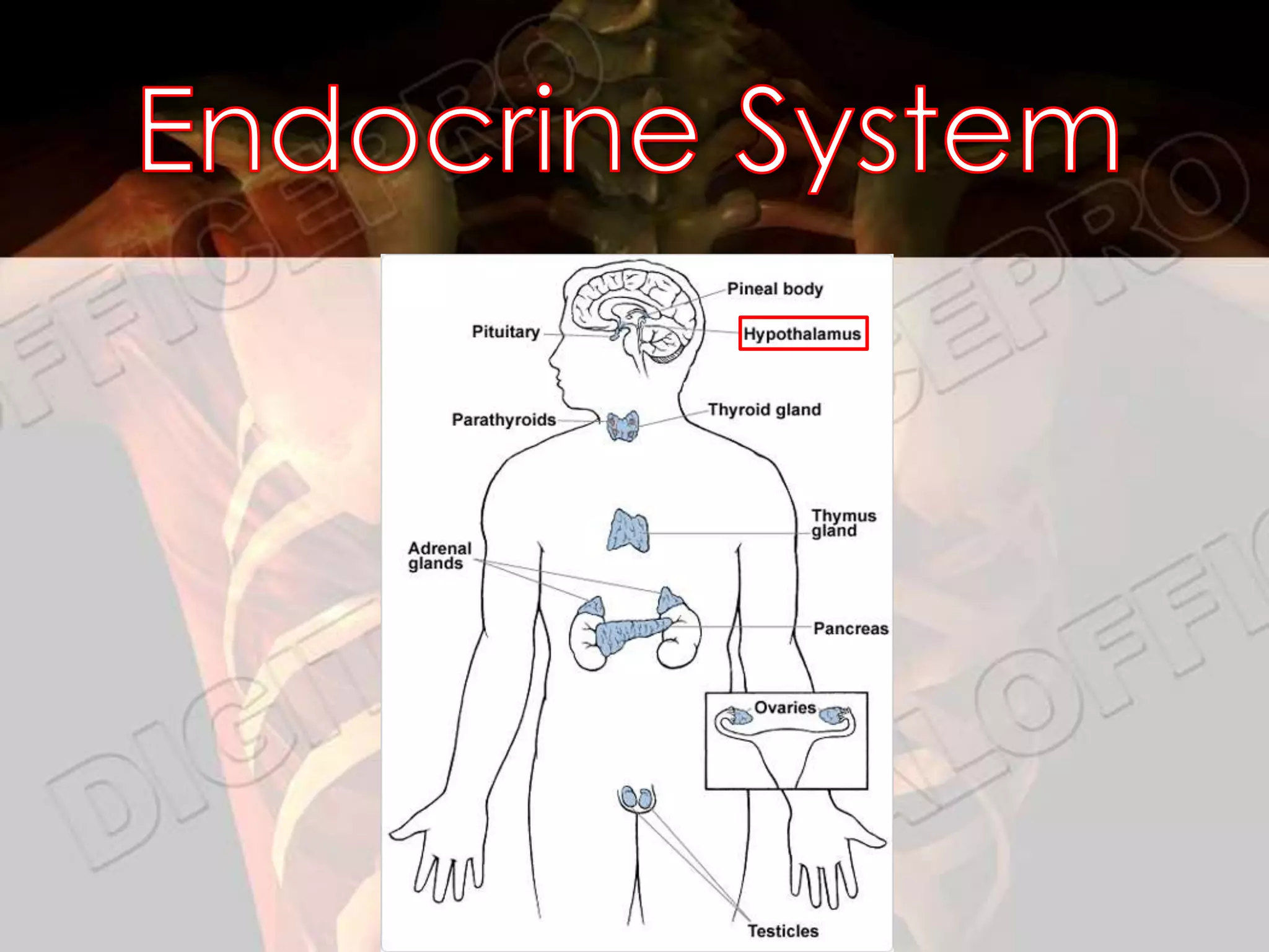 The endocrine system | PPTX | Thyroid Disorders | Endocrine and ...