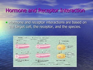 The+Endocrine+System | PPT