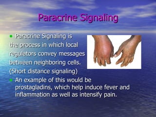 The+Endocrine+System | PPT
