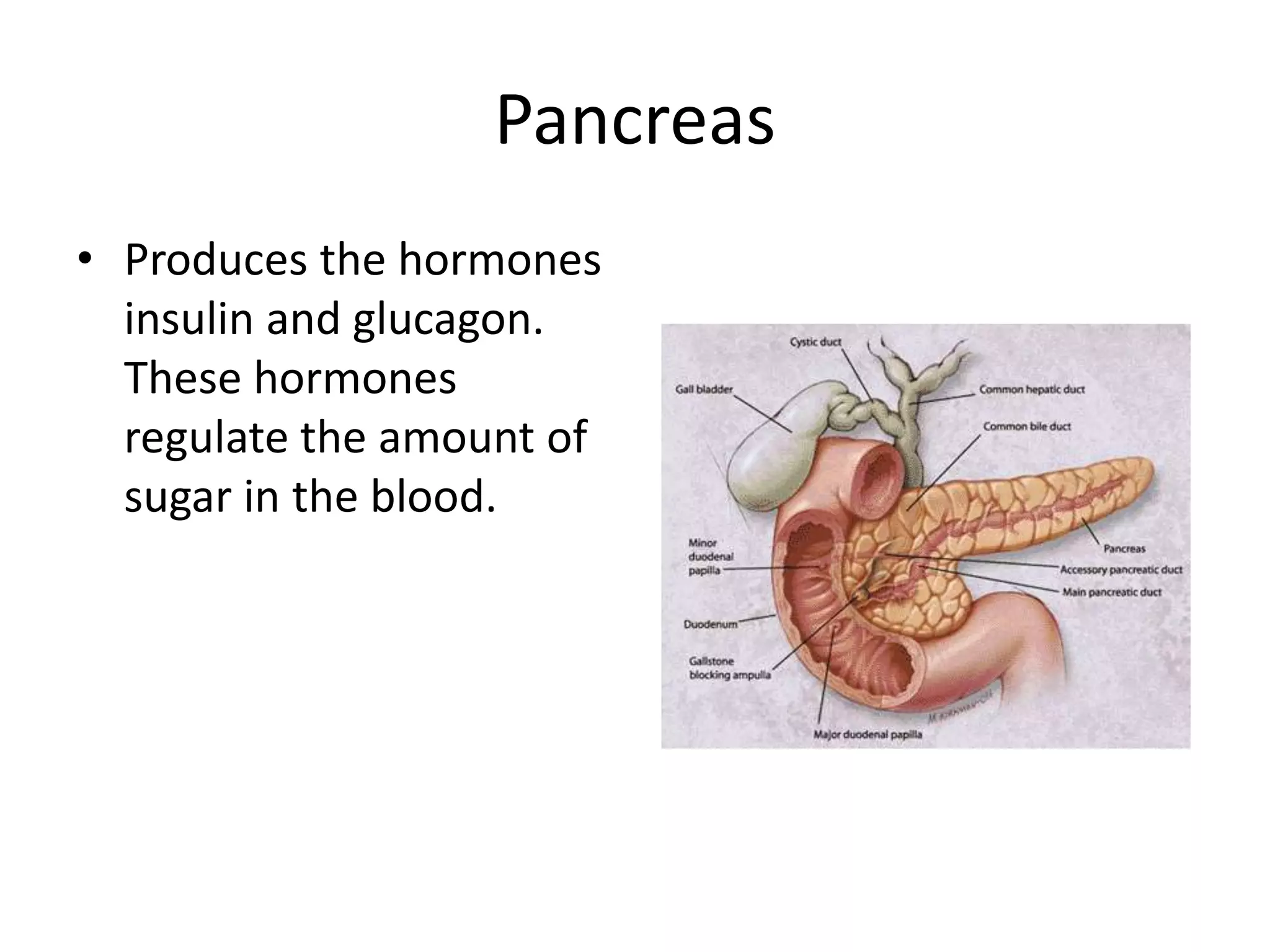 The endocrine system | PPTX