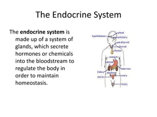 The endocrine system | PPT