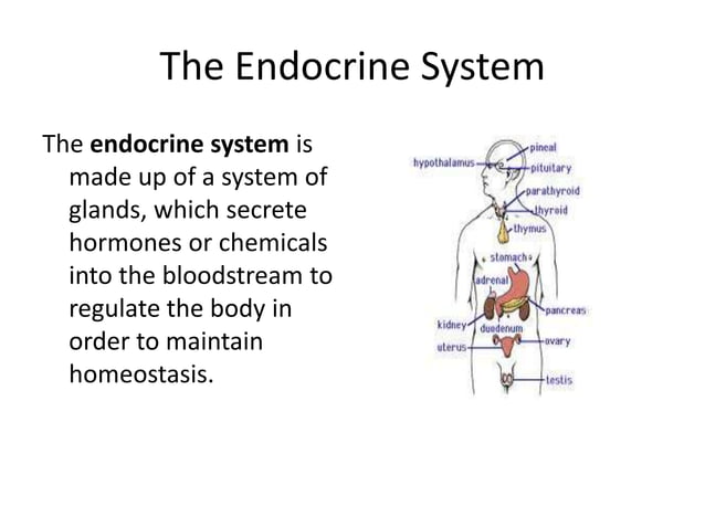 The endocrine system | PPT