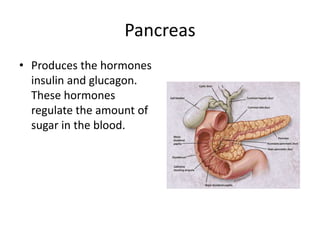 The endocrine system | PPT