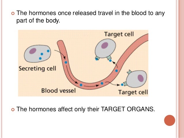 The endocrine system