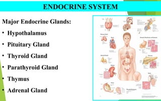 The endocrine system | PPT