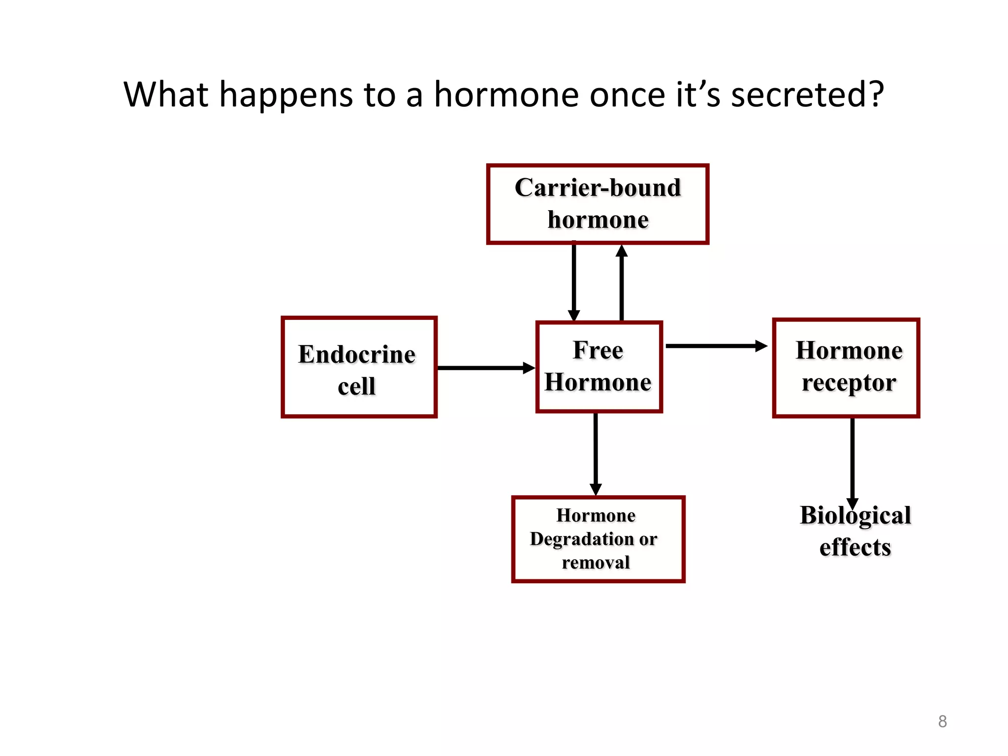 The endocrine system | PPTX