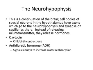 The endocrine system | PPTX
