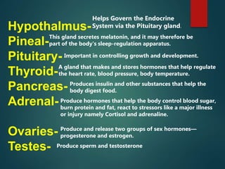 The Endocrine System | PPTX