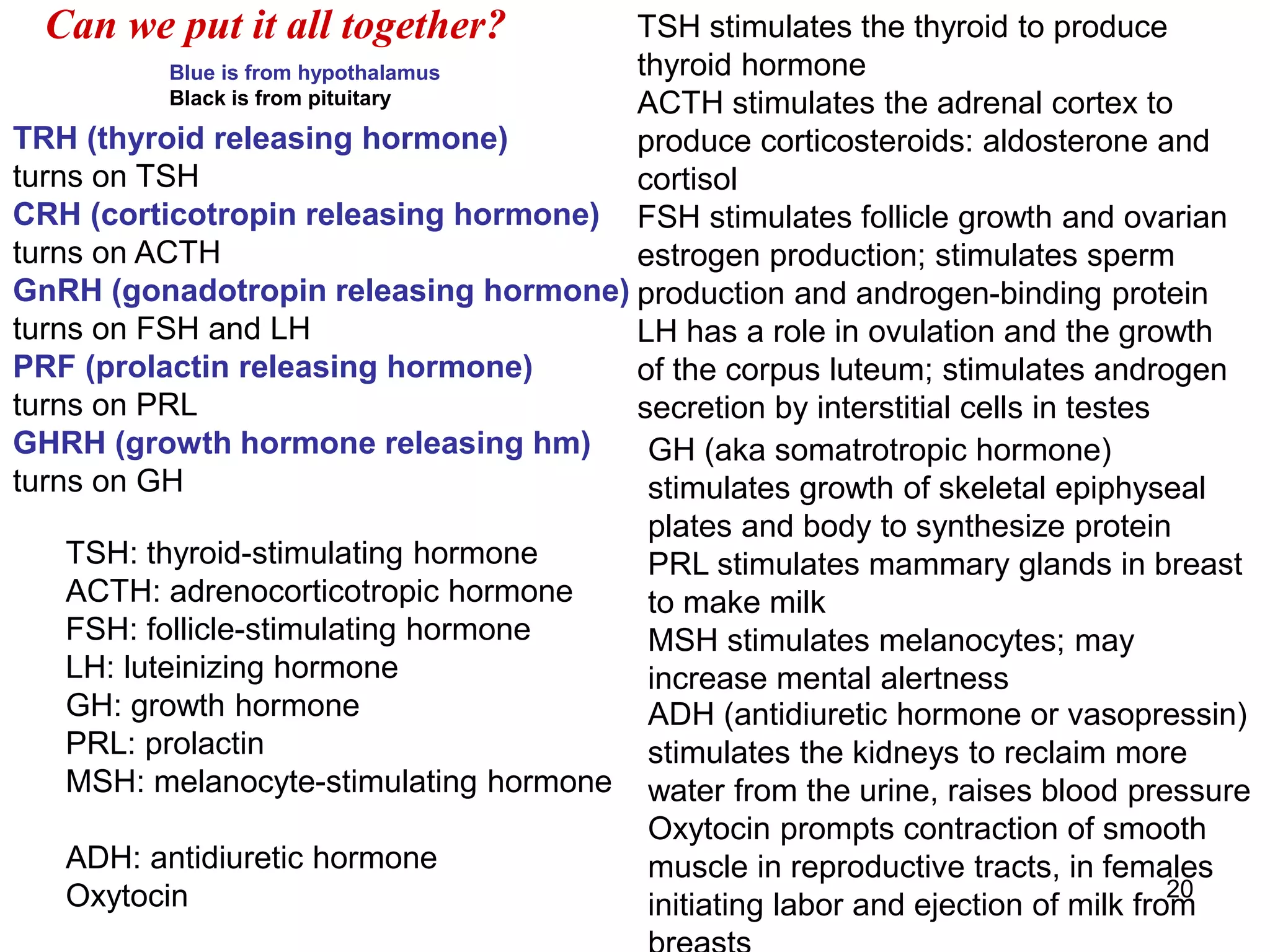 The endocrine system | PPT