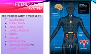 The endocrine system | PPT