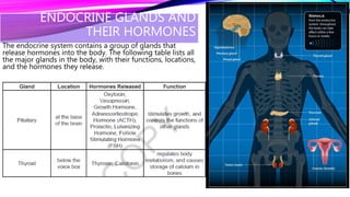 Hormones In The Body And Their Functions