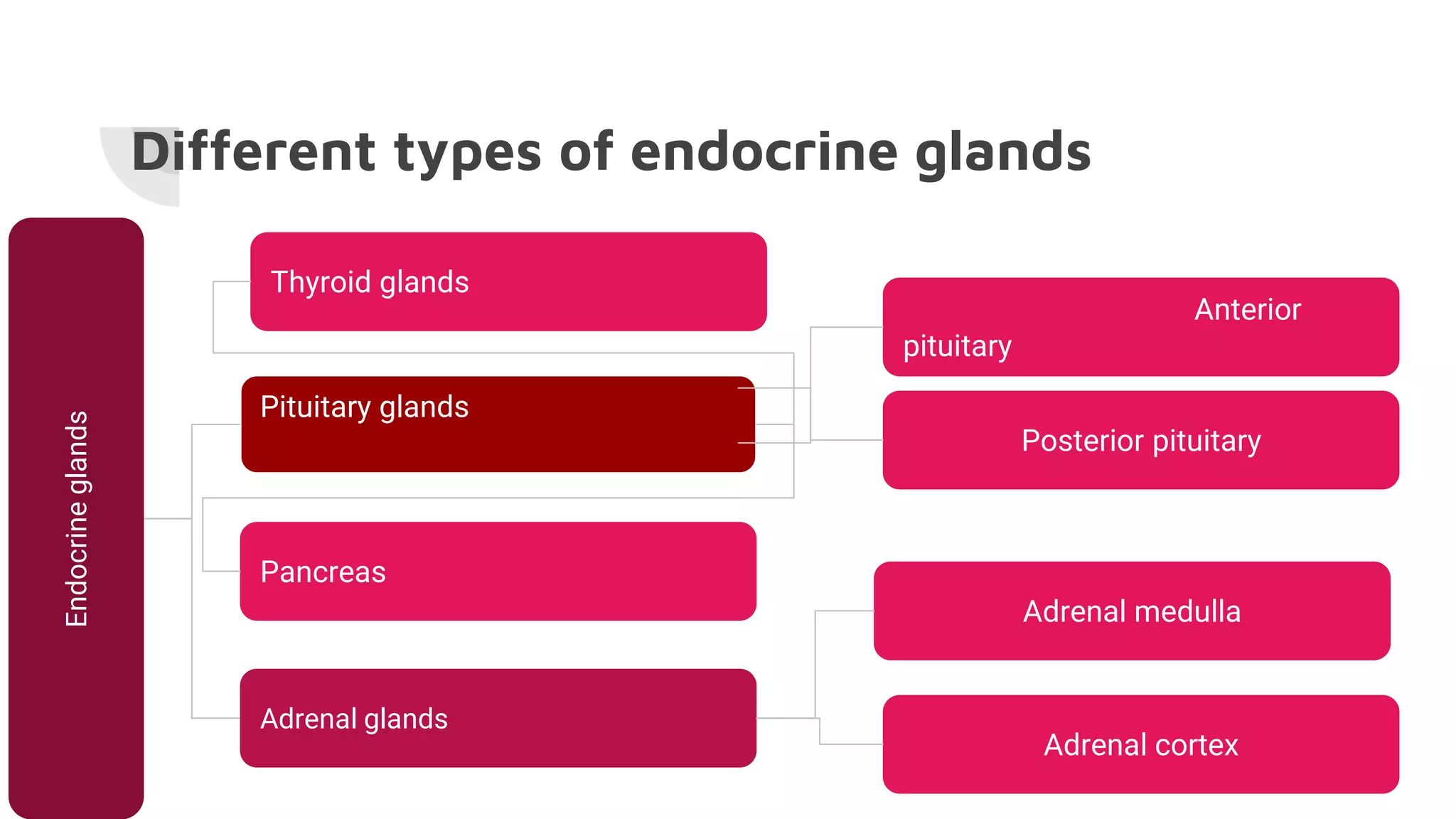 The endocrine system | PPTX