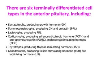 The Endocrine System Pathology | PPTX