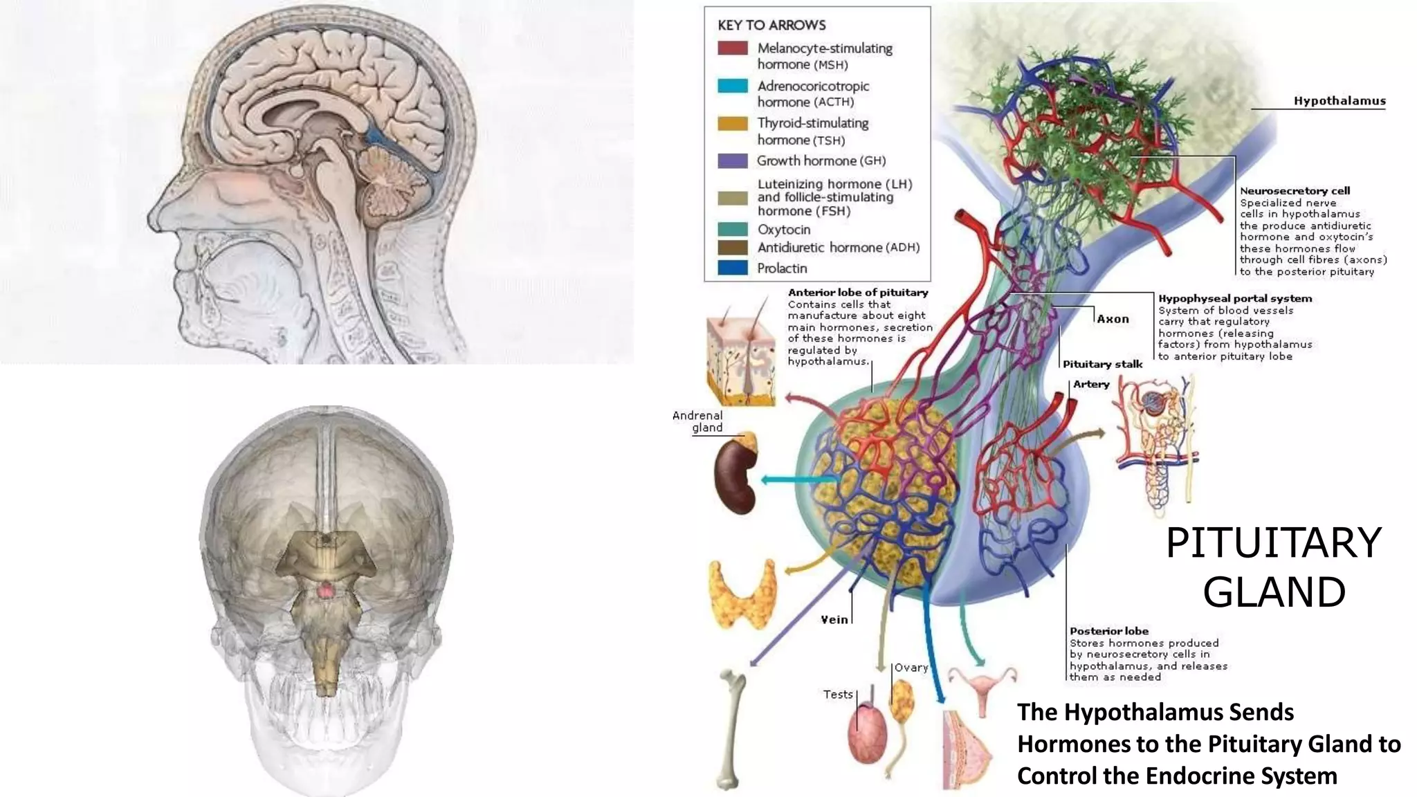 The Endocrine System.pptx