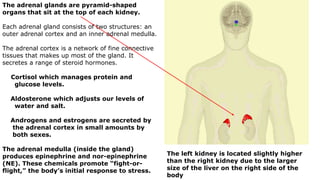 The Endocrine System.pdf