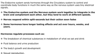 The Endocrine System.pdf