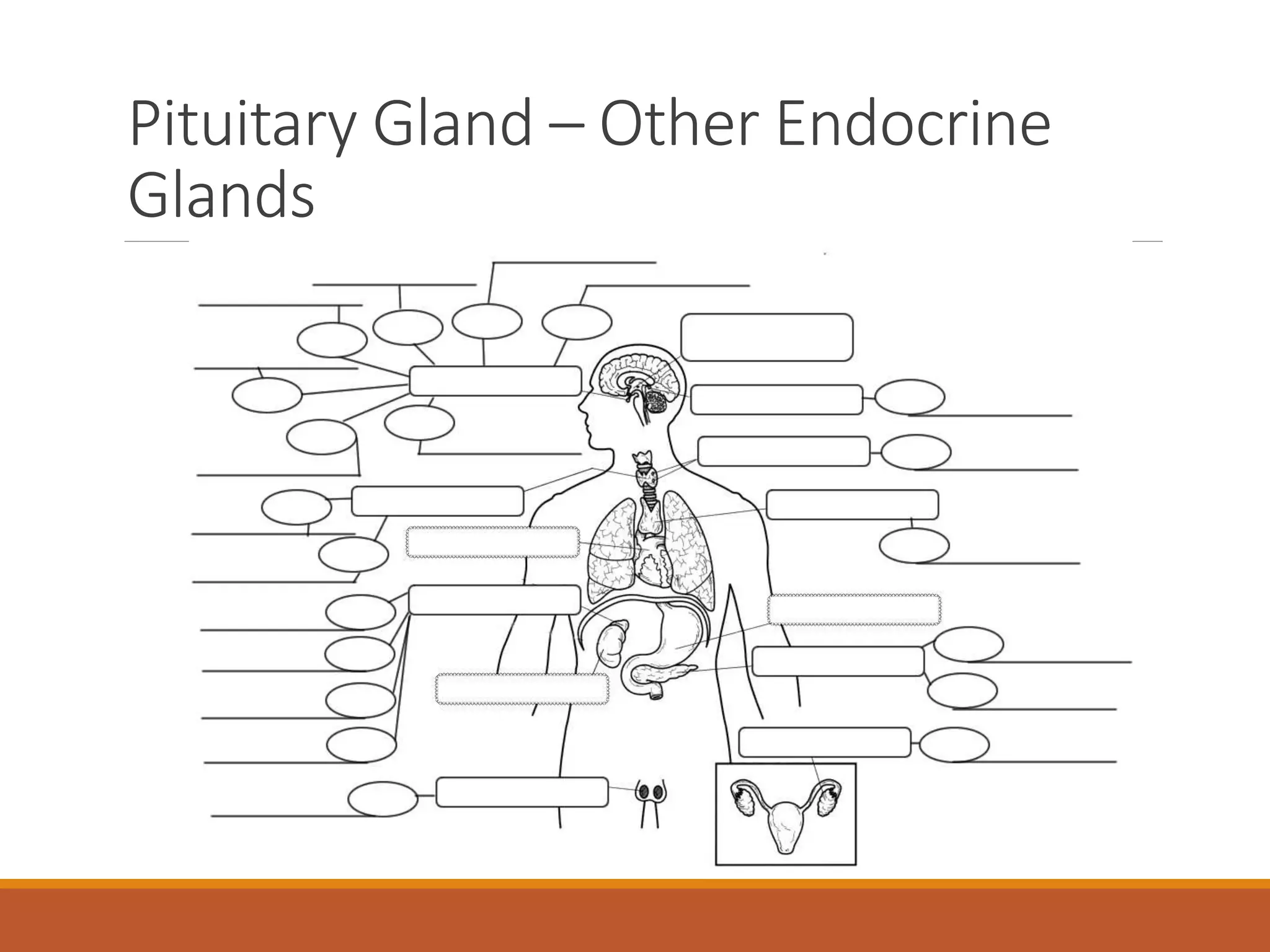 The Endocrine System.ppt