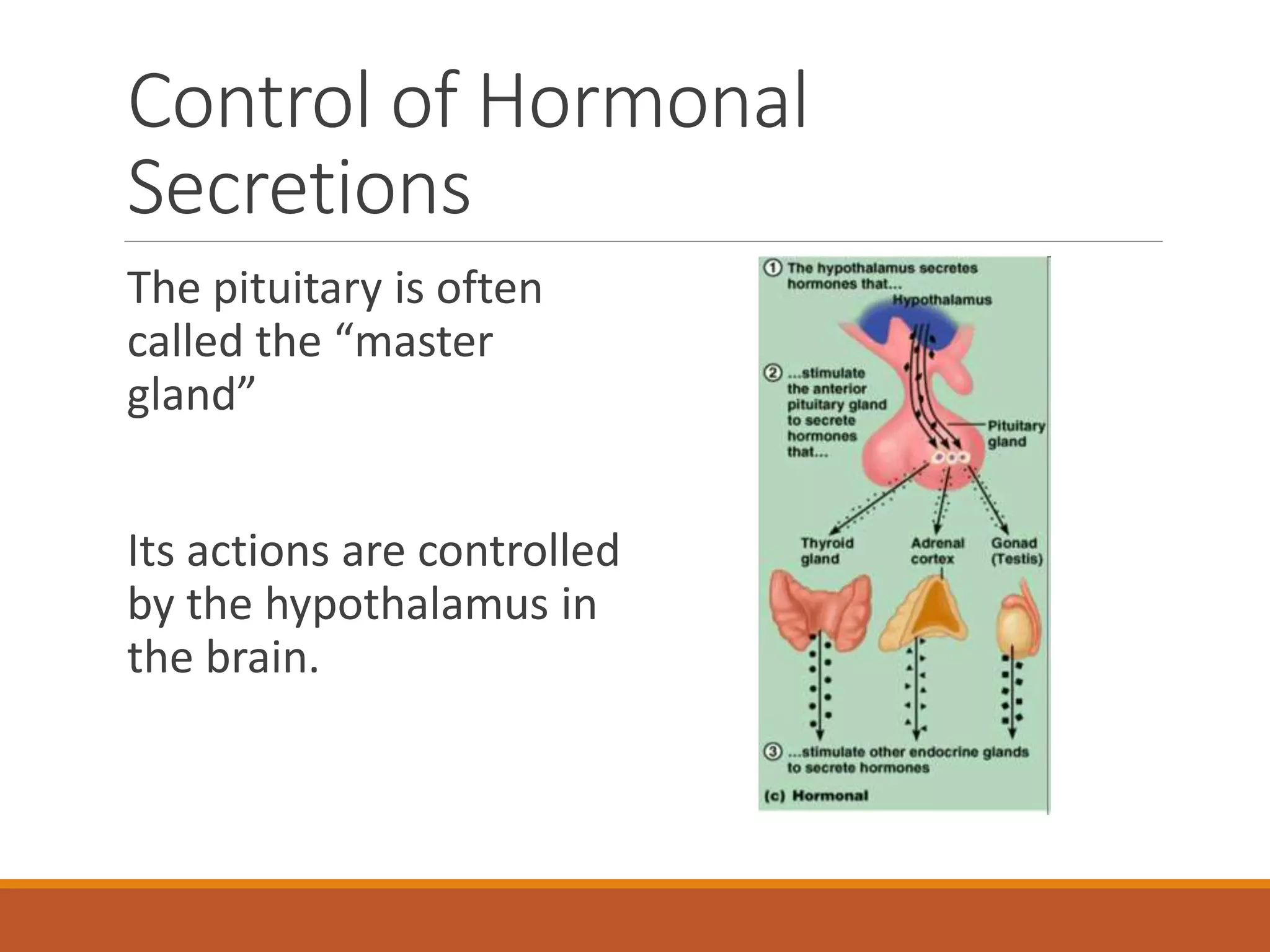 The Endocrine System.ppt