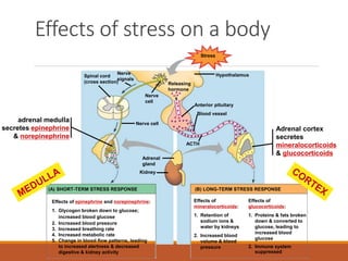 The Endocrine System.ppt