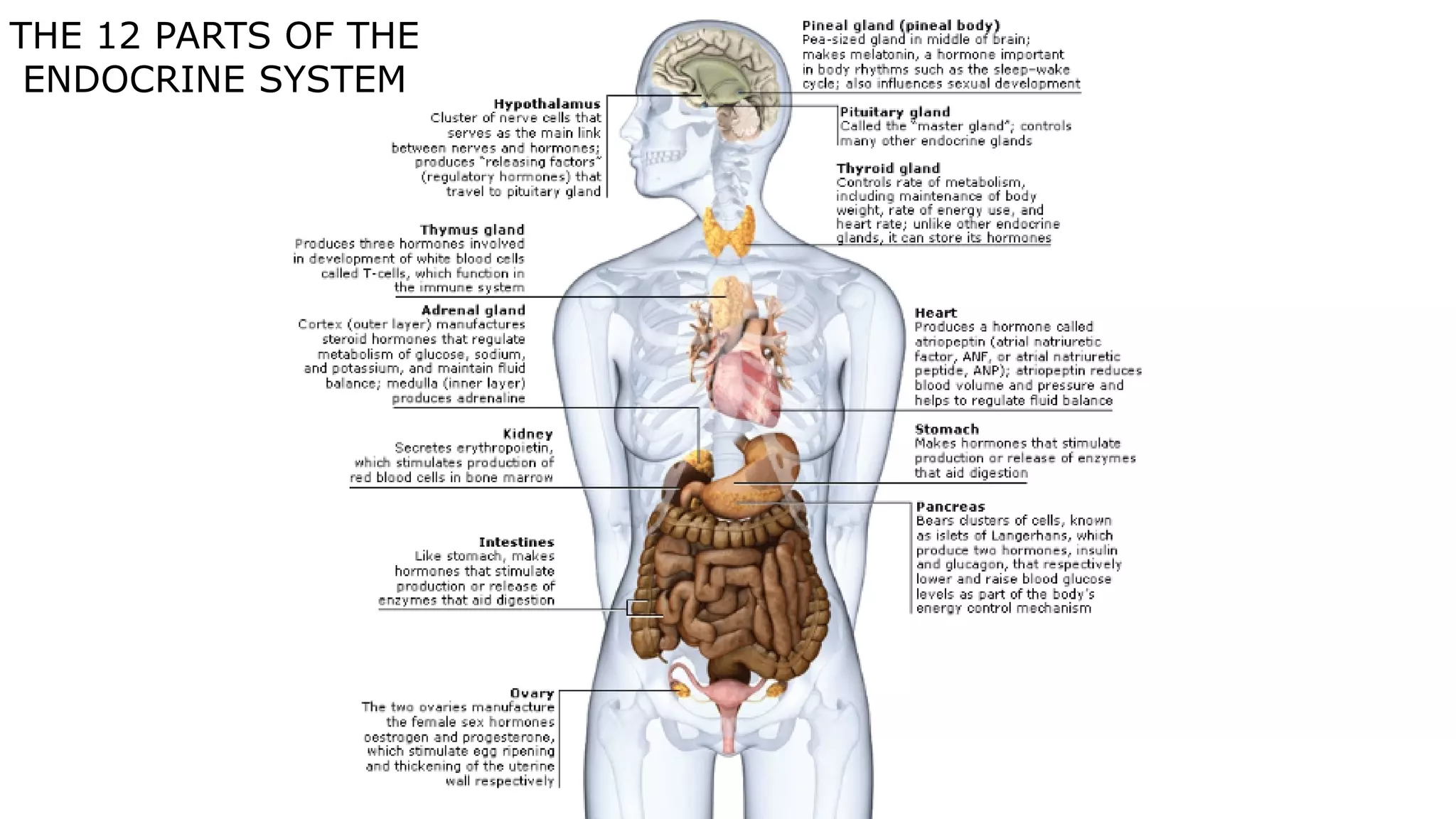 The Endocrine System.pdf