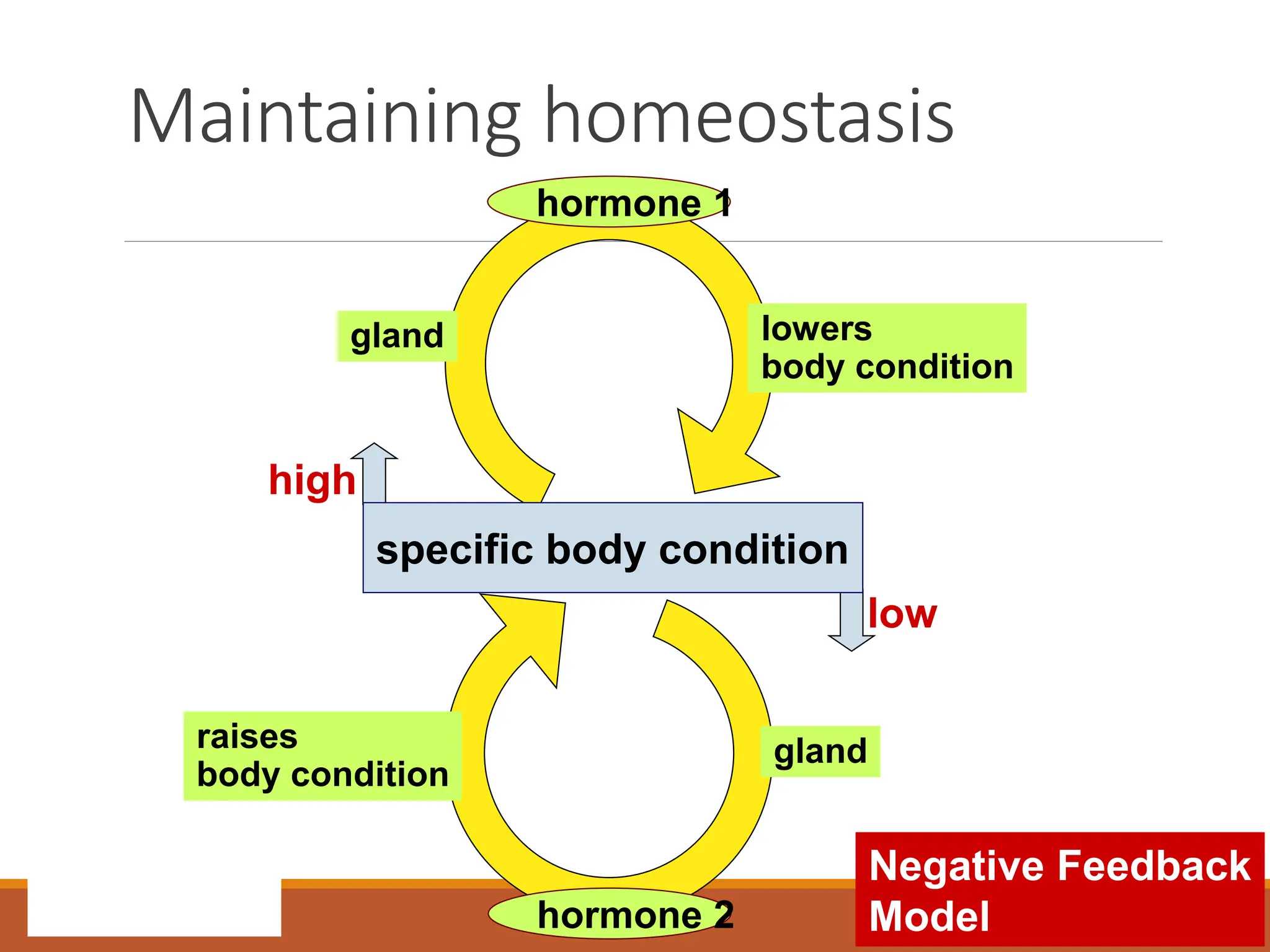 The Endocrine System.ppt