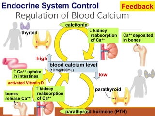 The Endocrine System.ppt
