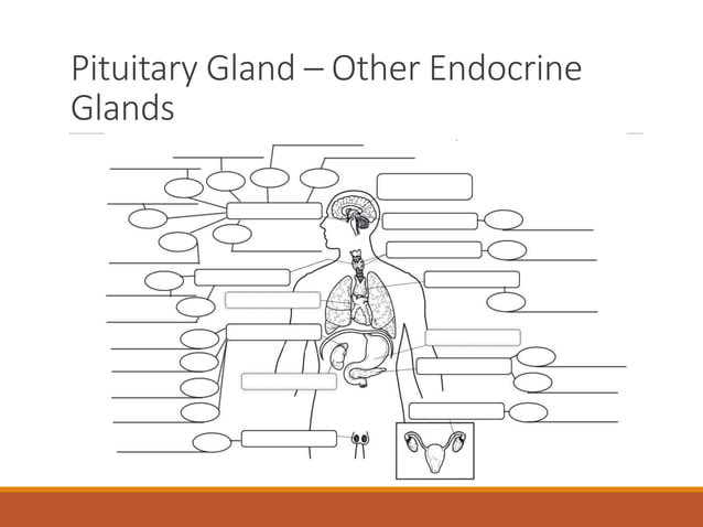 The Endocrine System.ppt | Thyroid Disorders | Endocrine and Metabolic ...