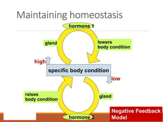The Endocrine System.ppt
