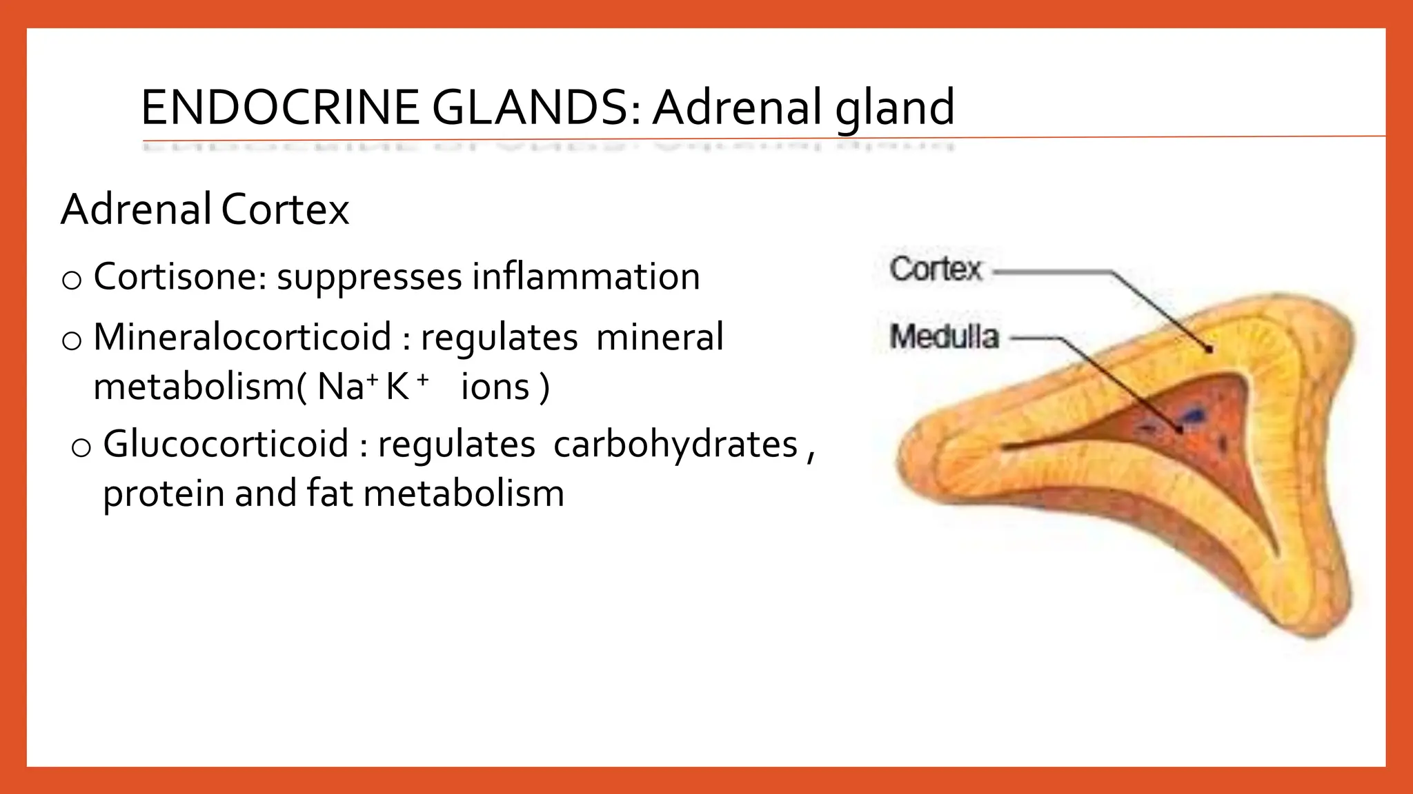 The Endocrine System Pptx