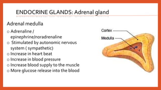 The Endocrine System.pptx