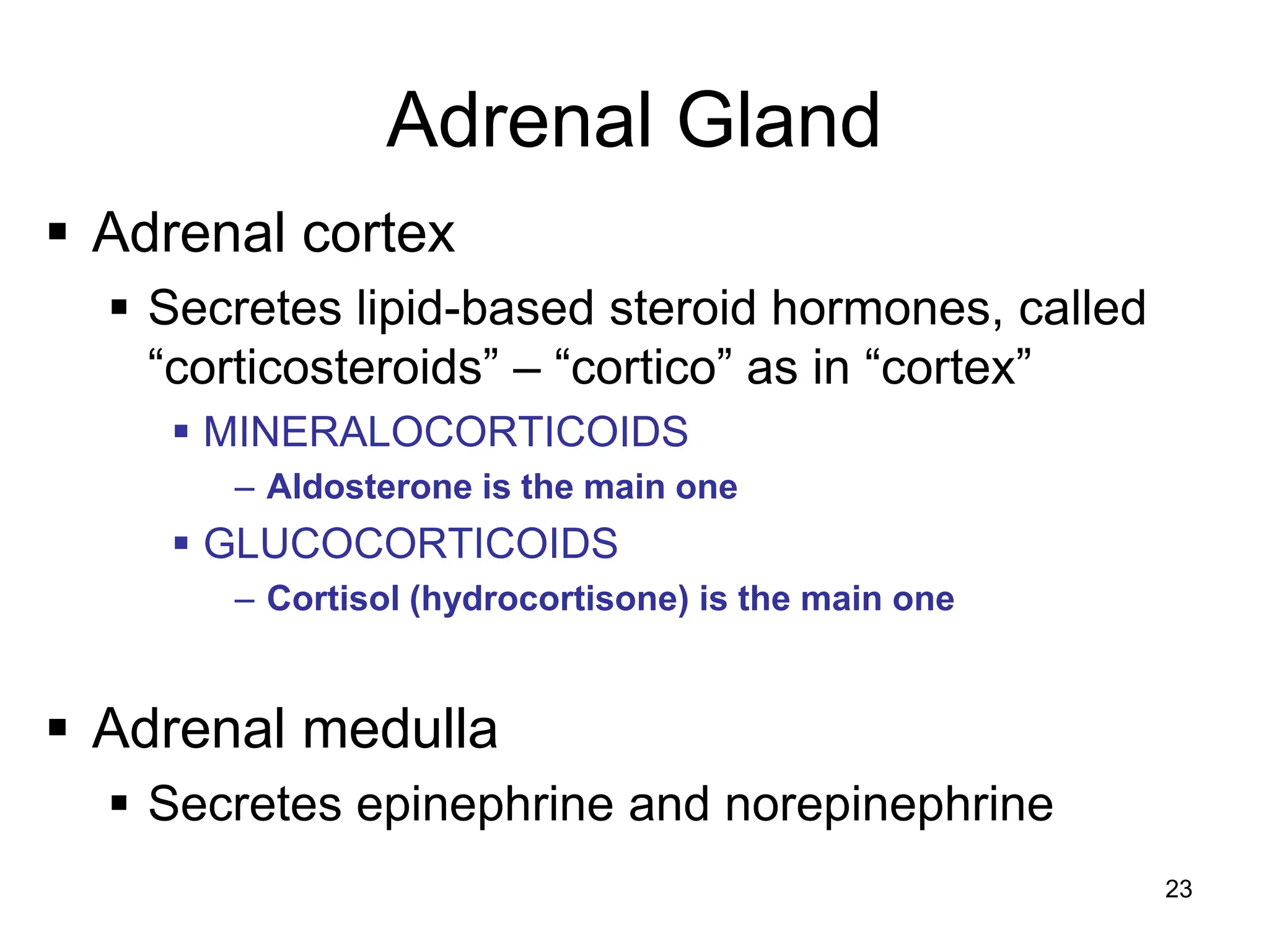 - The Endocrine System.ppt