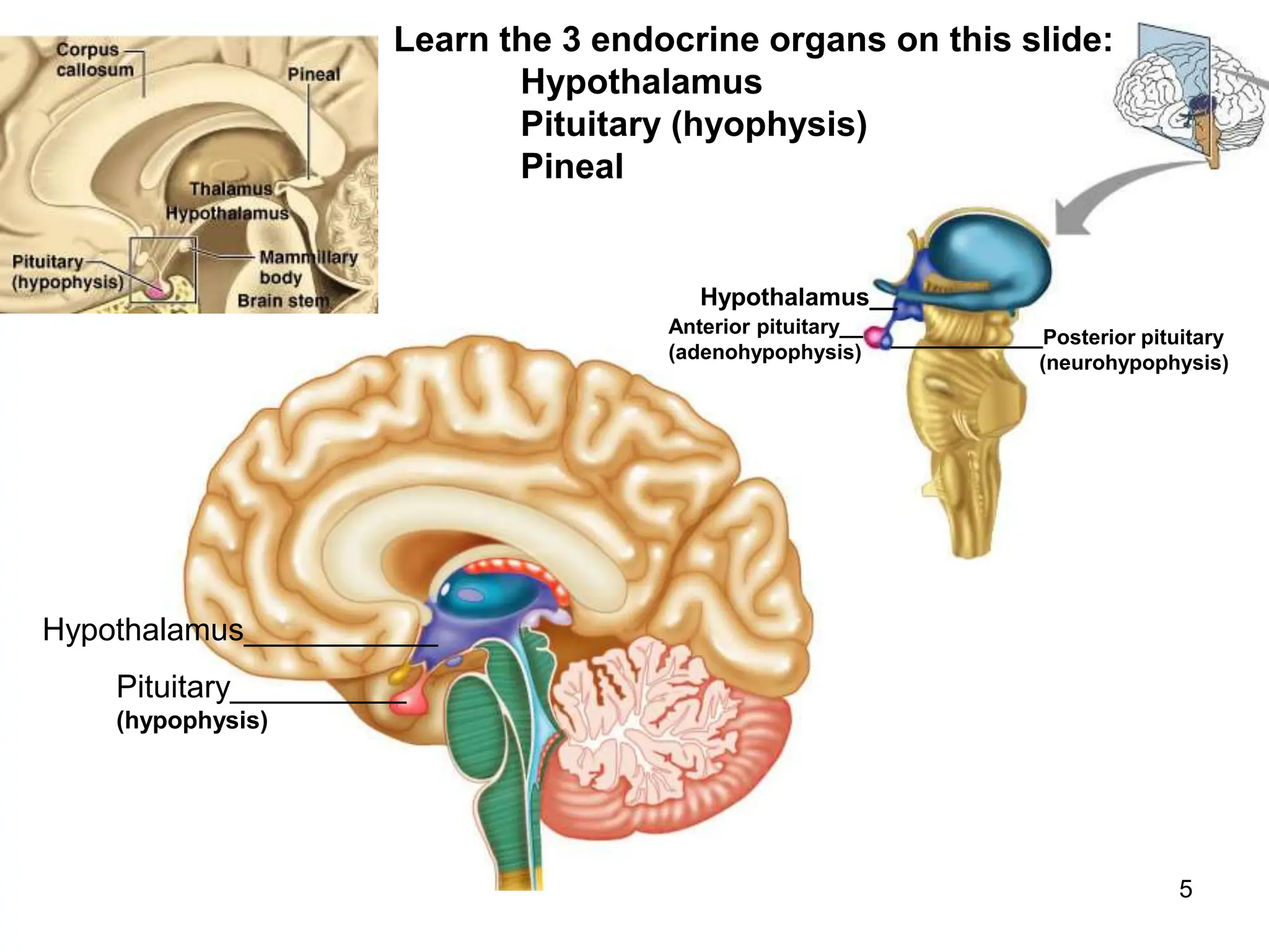 - The Endocrine System.ppt