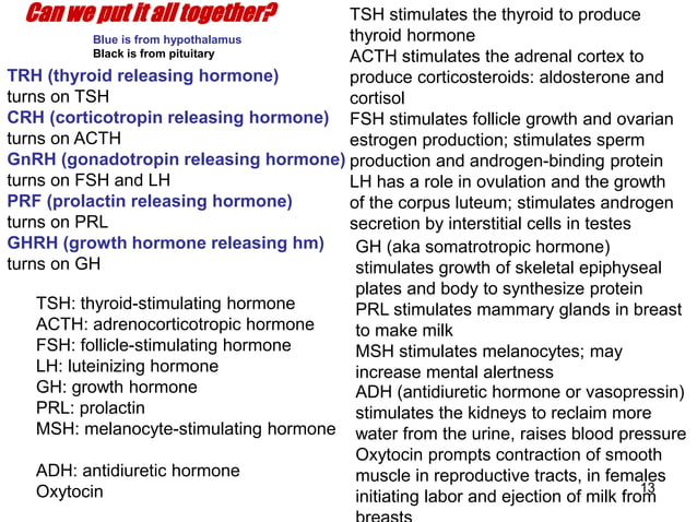 - The Endocrine System.ppt