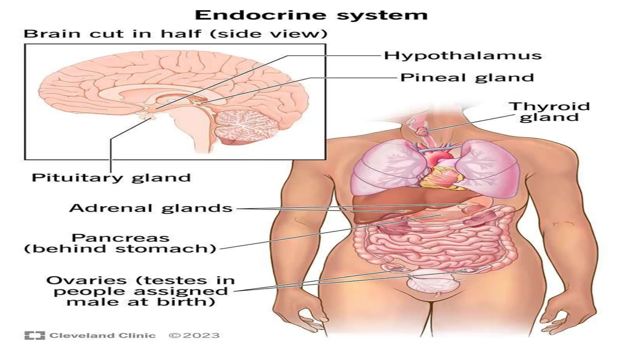 BASIC INTRODUCTION TO THE ENDOCRINE SYSTEM.pptx