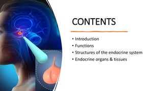 BASIC INTRODUCTION TO THE ENDOCRINE SYSTEM.pptx