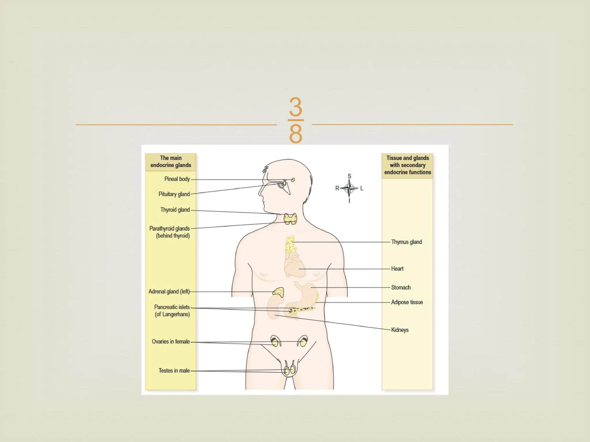 The endocrine system.pptx endocrine system | PPTX