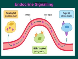 The Endocrine System classifications and functions of all ductless ...