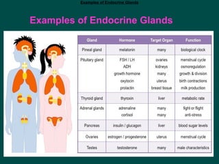 The Endocrine System classifications and functions of all ductless ...