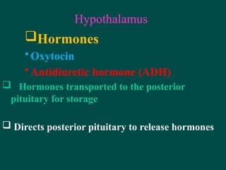 The Endocrine System classifications and functions of all ductless ...
