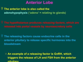 The Endocrine System classifications and functions of all ductless ...