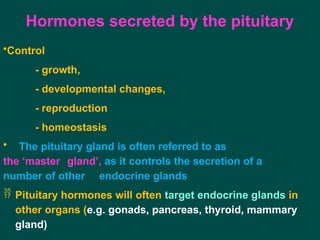 The Endocrine System classifications and functions of all ductless ...