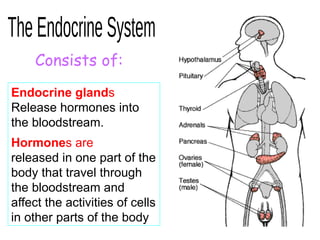 The Endocrine System classifications and functions of all ductless ...