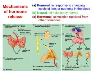 The Endocrine System classifications and functions of all ductless ...