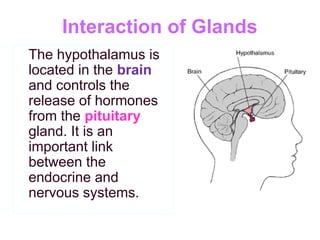 The Endocrine System classifications and functions of all ductless ...
