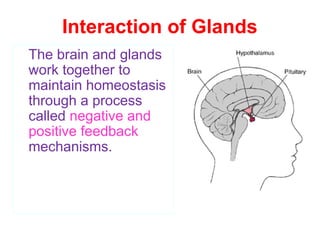 The Endocrine System classifications and functions of all ductless ...