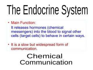 The Endocrine System classifications and functions of all ductless ...