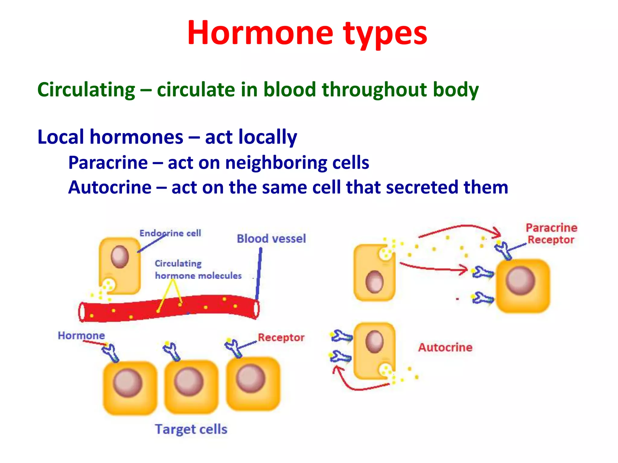 The endocrine system introduction | PPTX