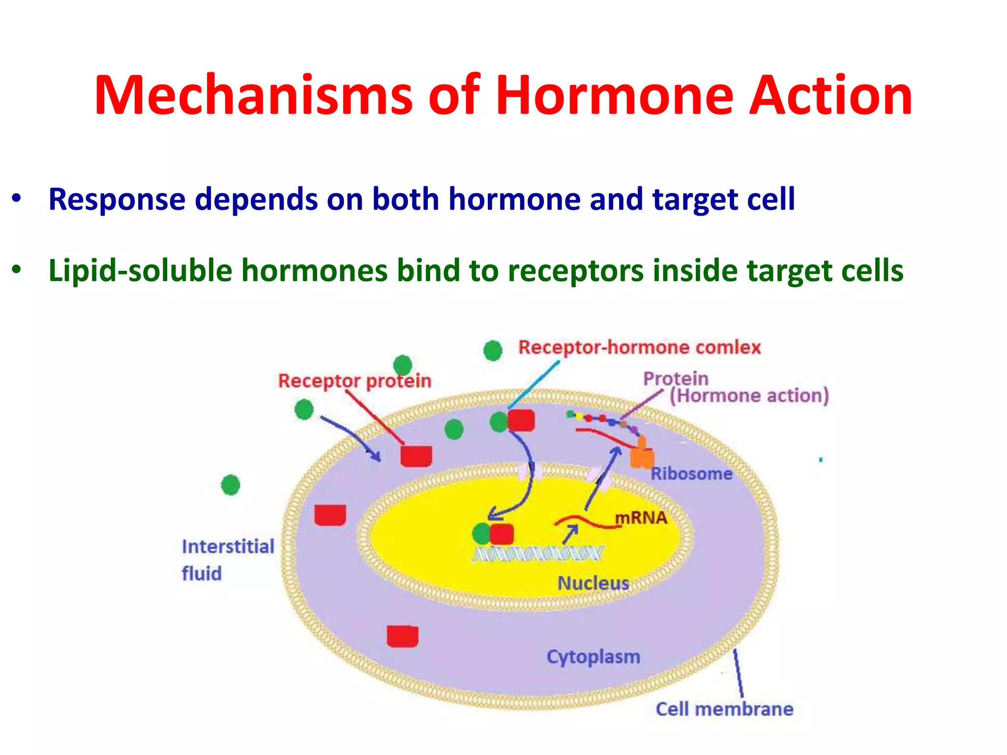 The endocrine system introduction | PPTX
