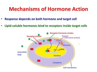 The endocrine system introduction | PPTX