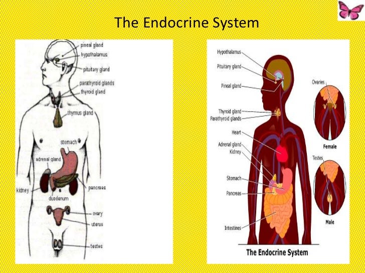 THE ENDOCRINE SYSTEM